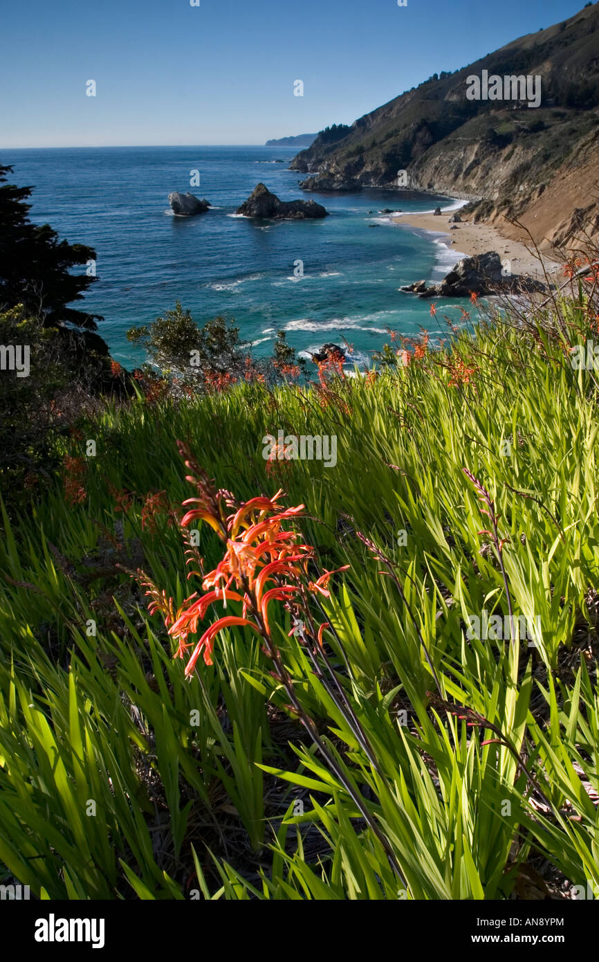 Big Sur coastline in spring Stock Photo - Alamy