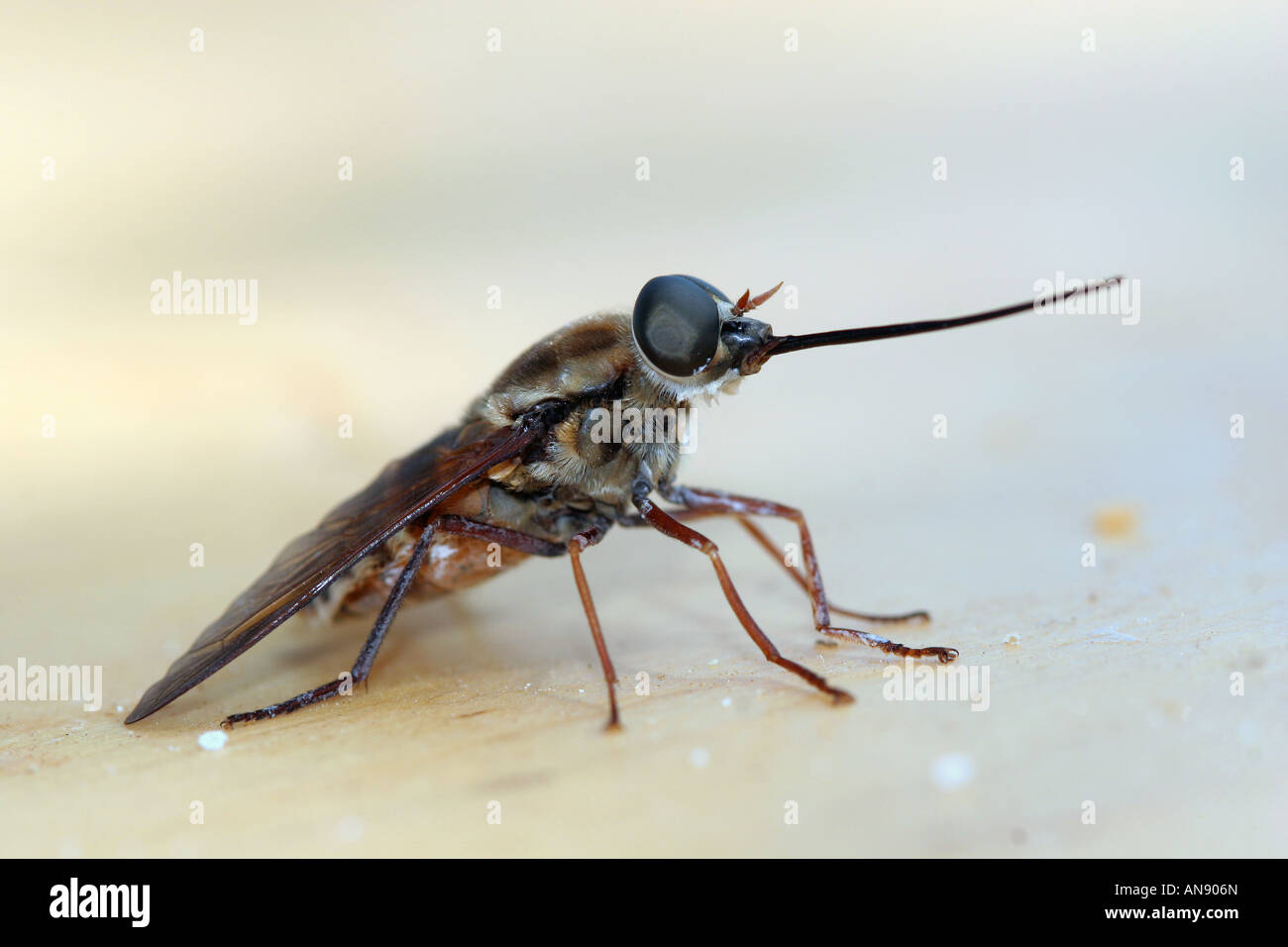 fly with huge sting Stock Photo - Alamy