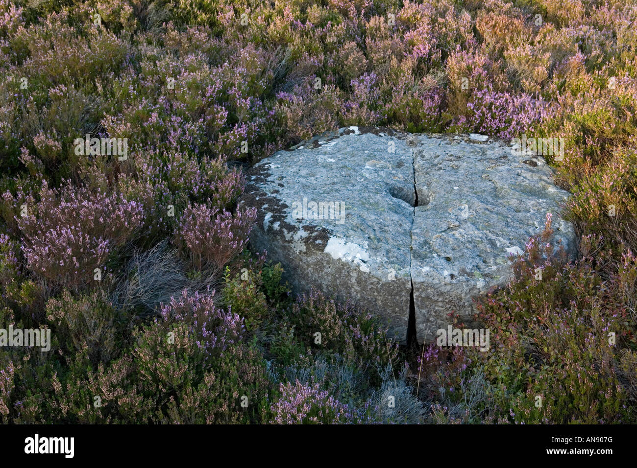 Broken millstone lies in heather on Harbottle Crags in Northumberland ...