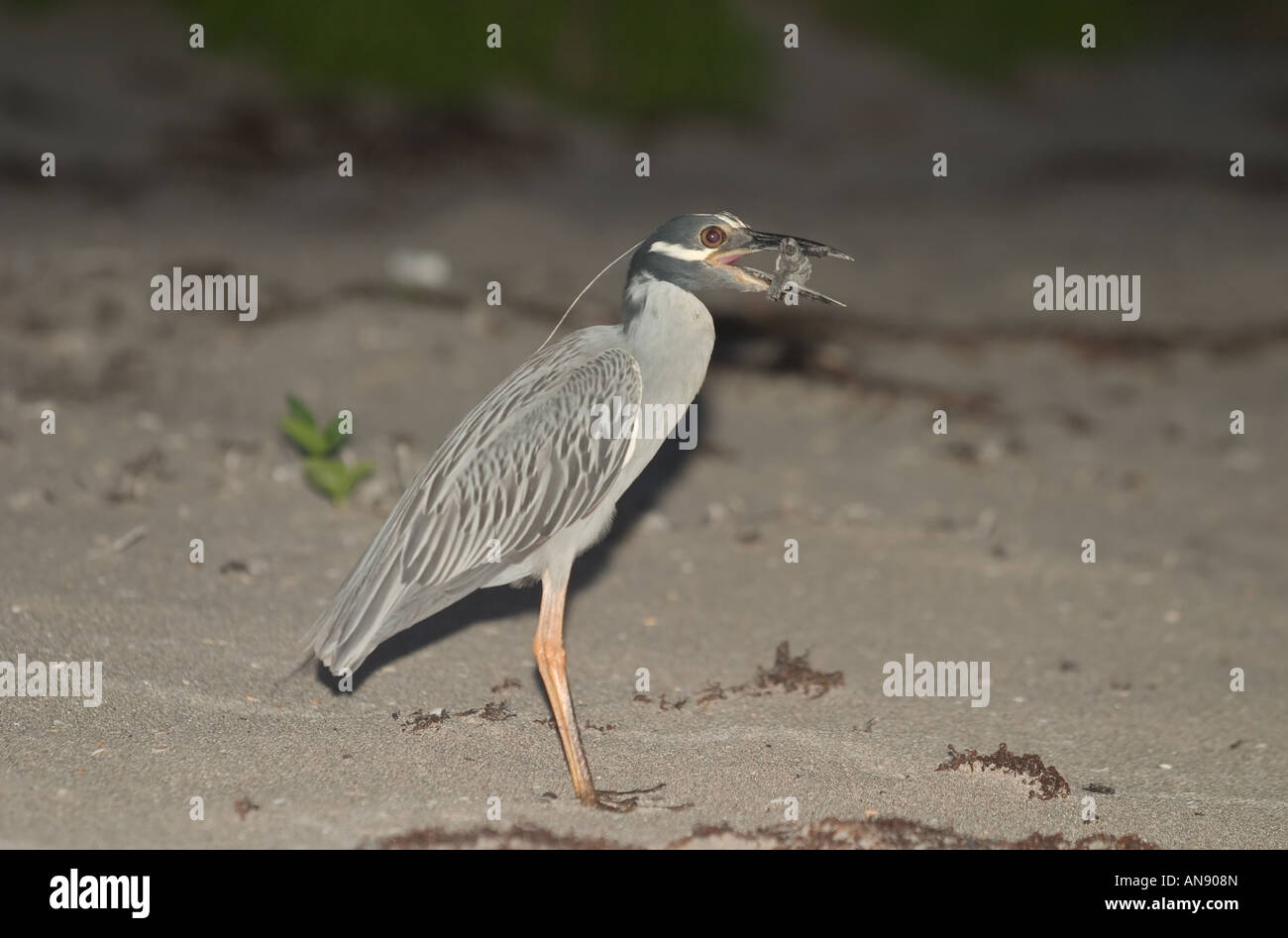 Yellow crowned night heron is a predator of loggerhead sea turtles ...