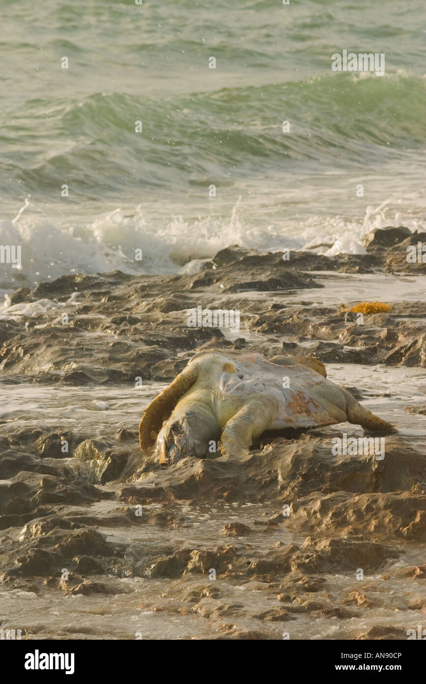 Dead loggerhead sea turtle caretta hi-res stock photography and images ...