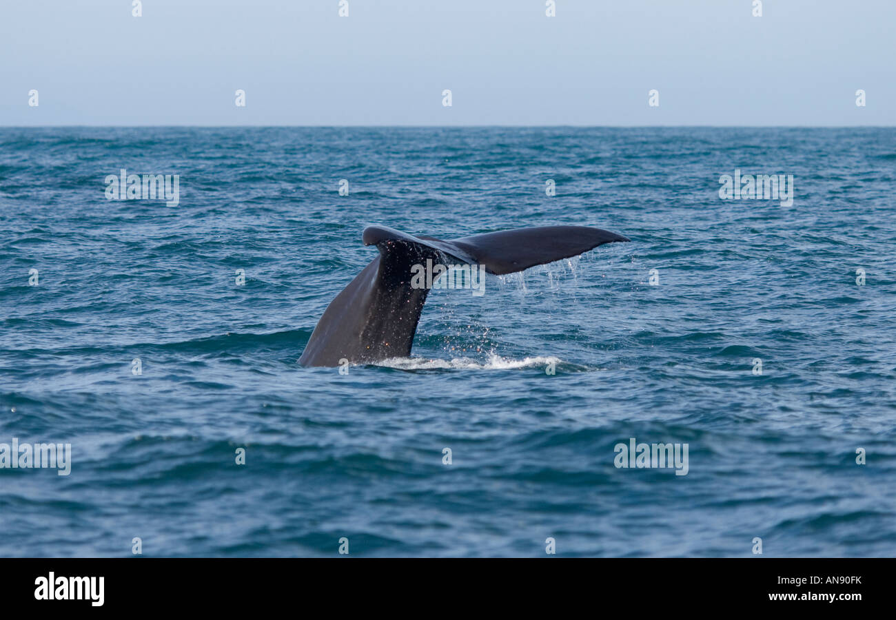 Whale new zealand hi-res stock photography and images - Alamy