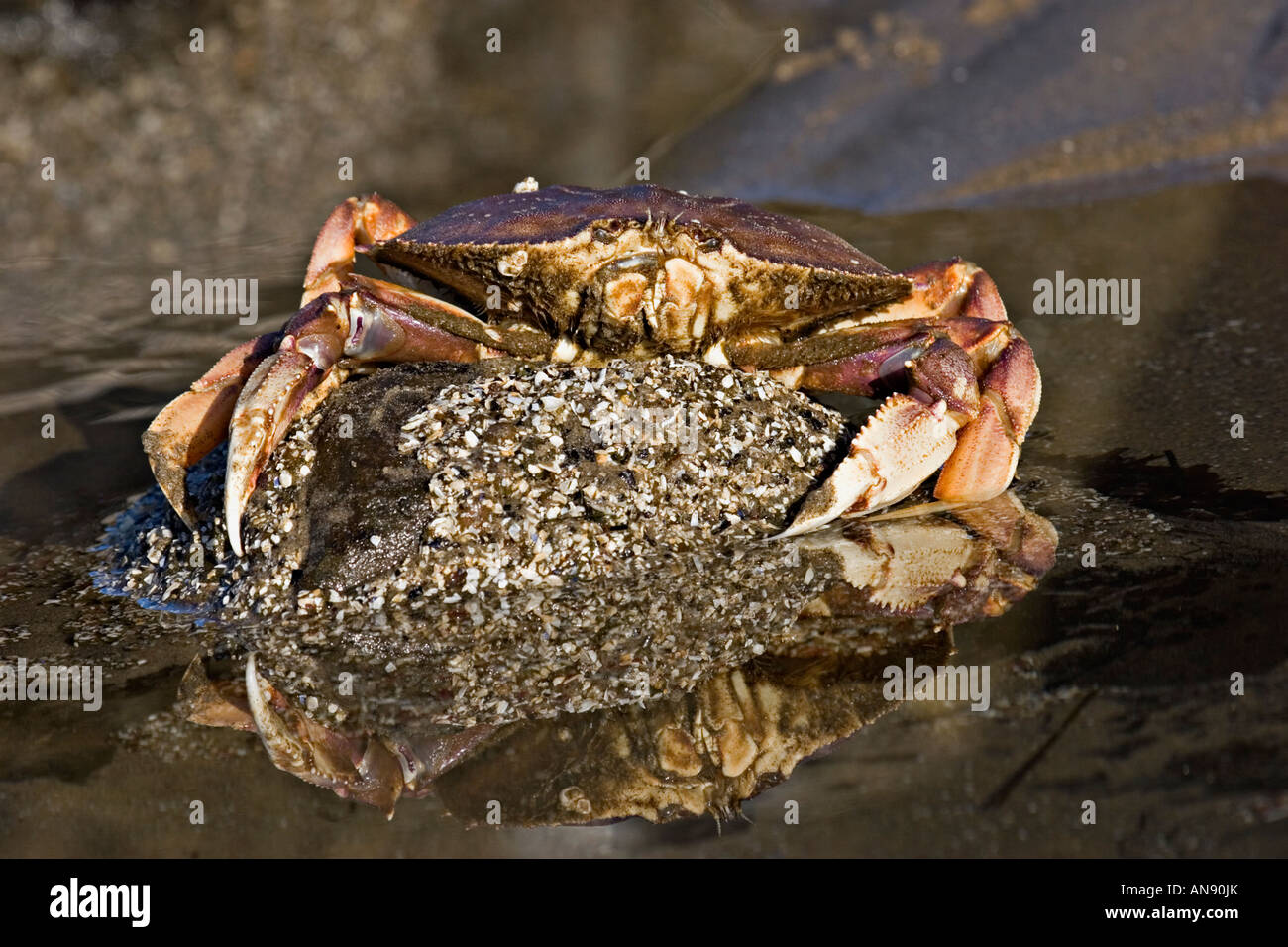 Crab on beach,oregon Stock Photo - Alamy
