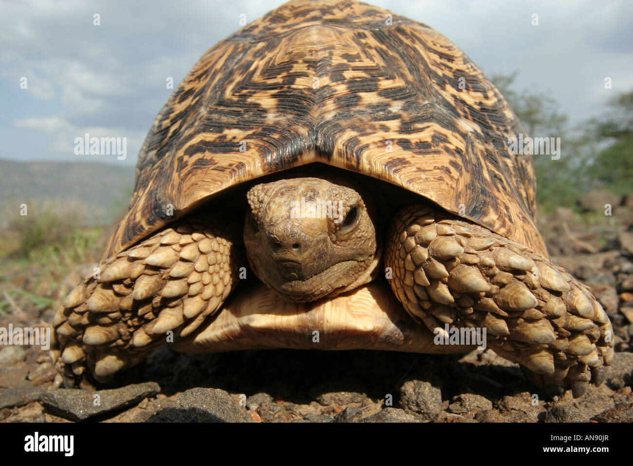turtle at lake bogoria Stock Photo - Alamy