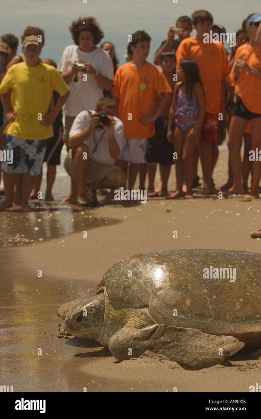 sea turtle release Stock Photo - Alamy
