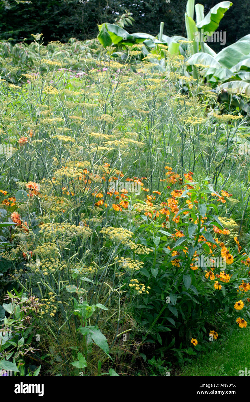 FOENICULUM VULGARE PURPUREUM WITH HELENIUM WALDTRAUT Stock Photo - Alamy