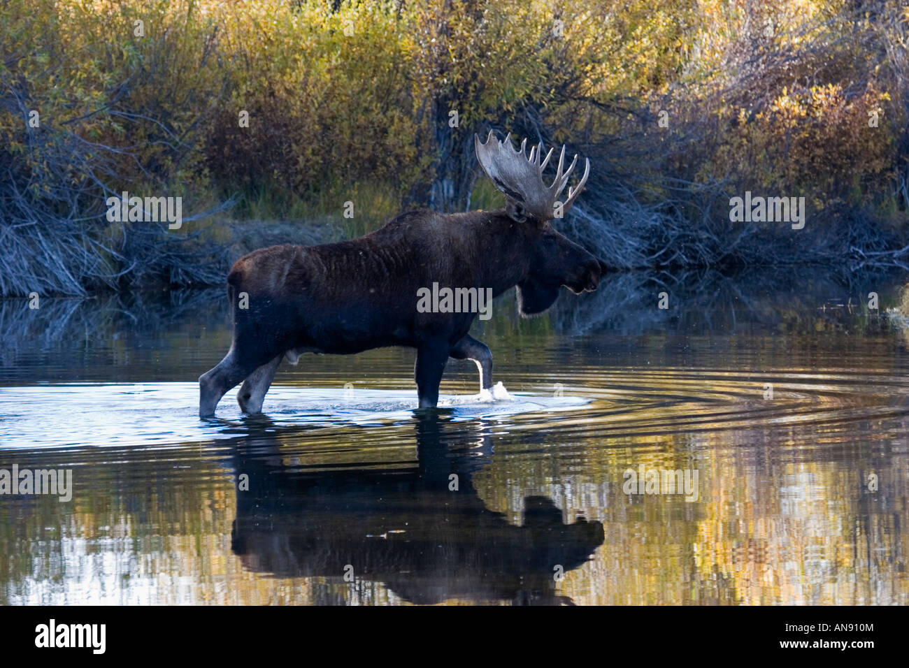 Giant moose antlers hi-res stock photography and images - Alamy