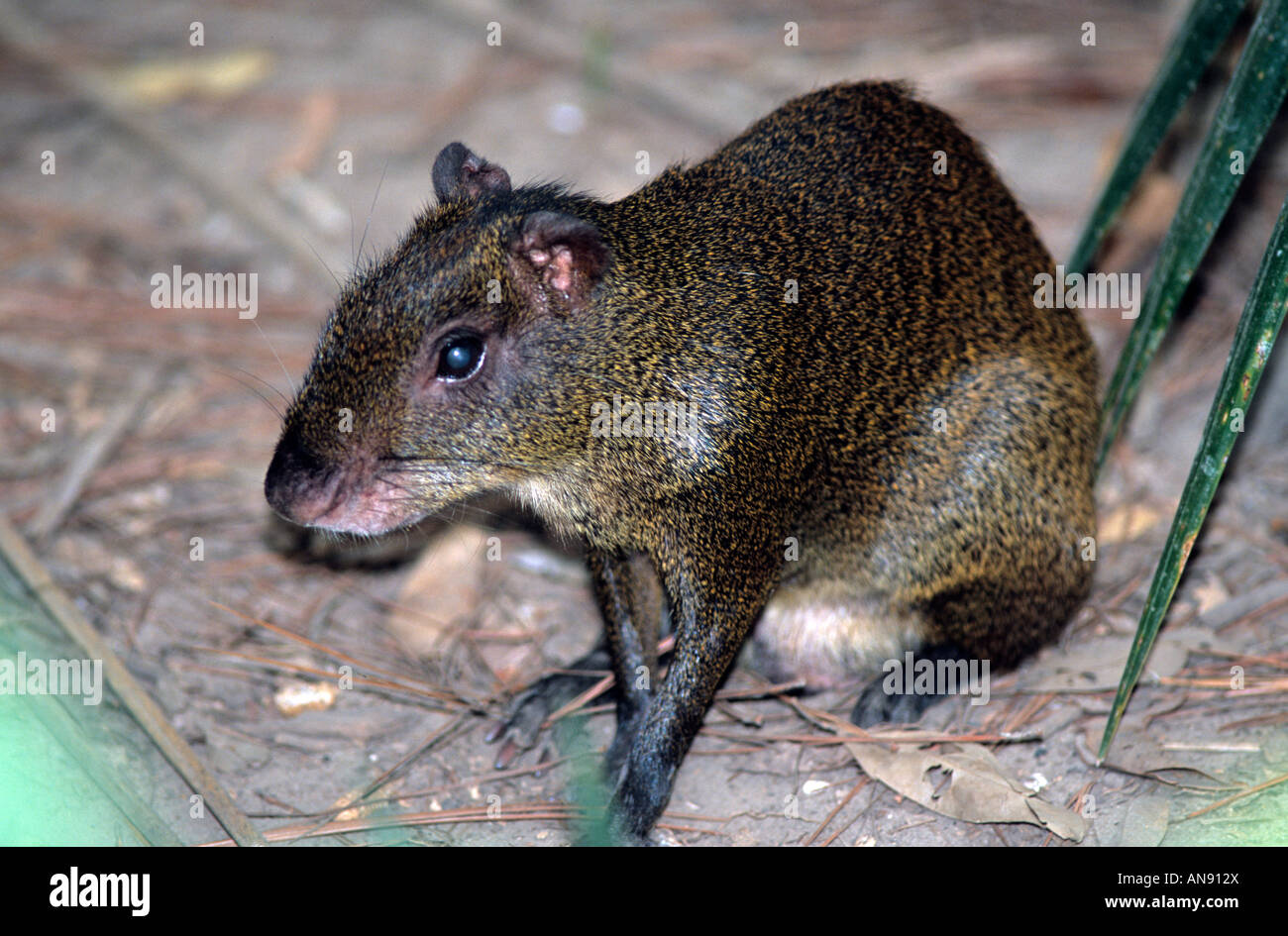 Agouti rainforest Belize Stock Photo - Alamy