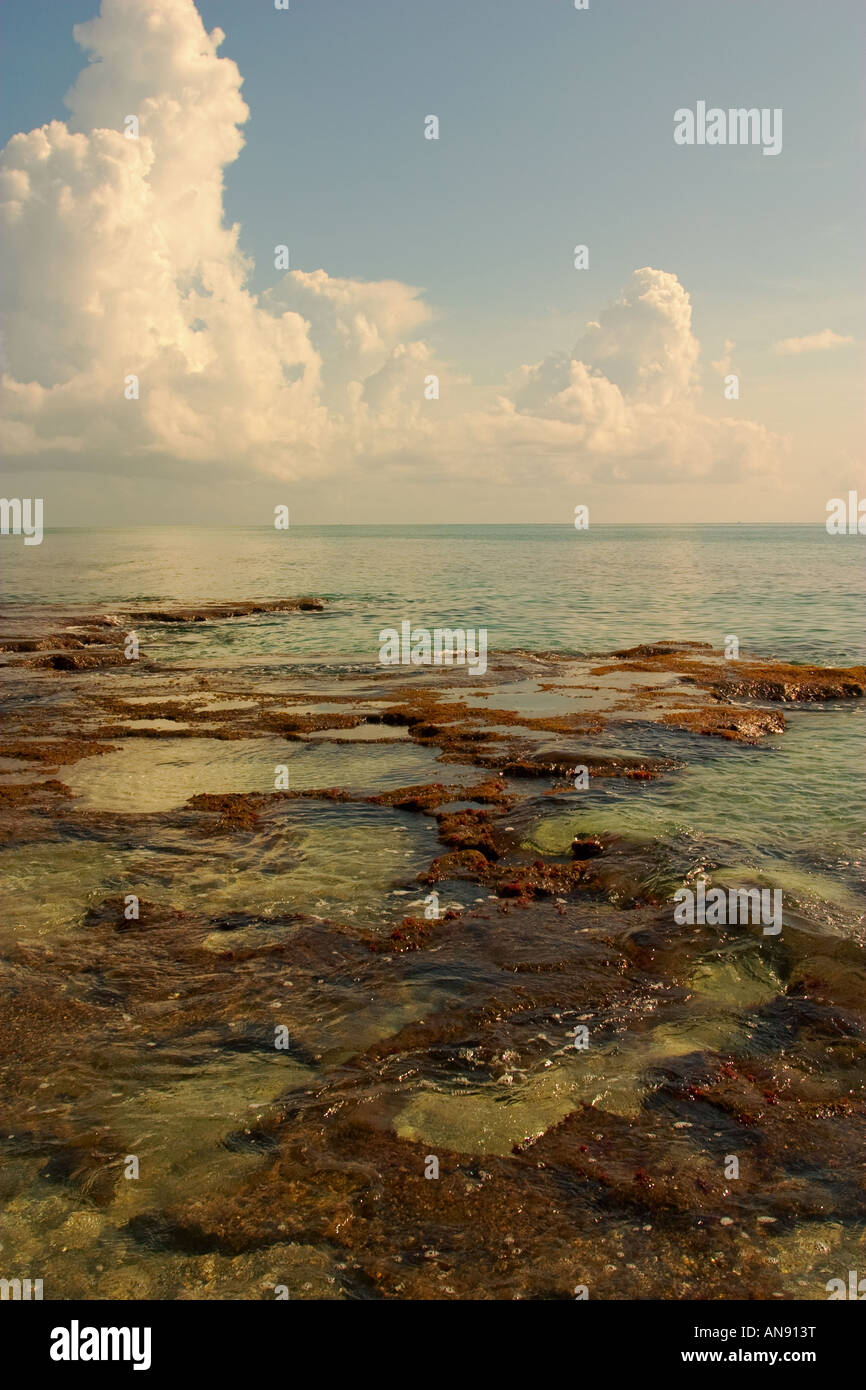 nearshore reef provides habitat for many species in Florida Stock Photo ...