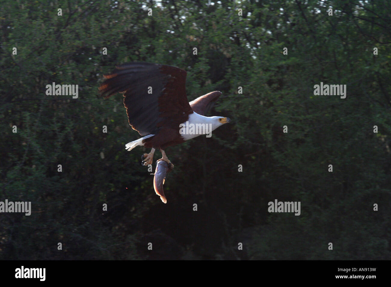 African fish eagle catching fish hi-res stock photography and images ...