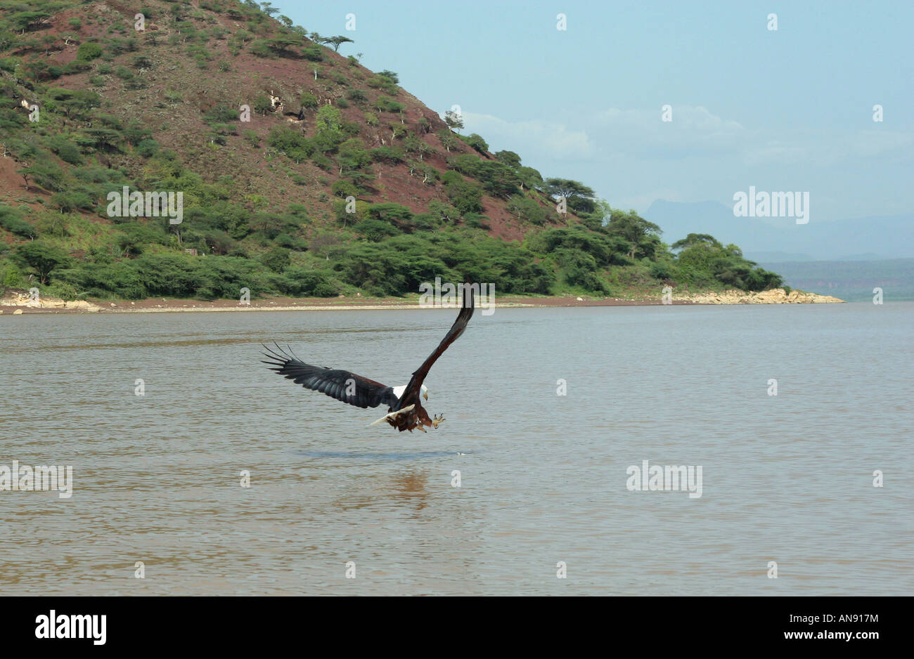 african fish eagle catching fish Stock Photo - Alamy