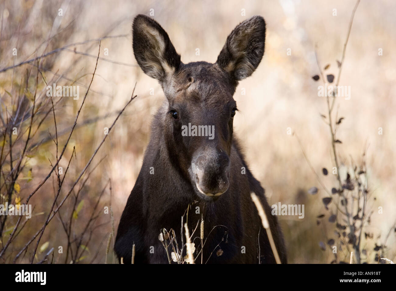 Giant moose antlers hi-res stock photography and images - Alamy