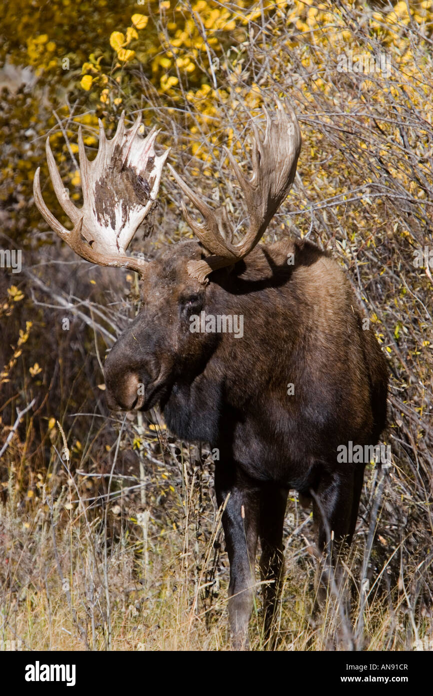 Giant moose antlers hi-res stock photography and images - Alamy