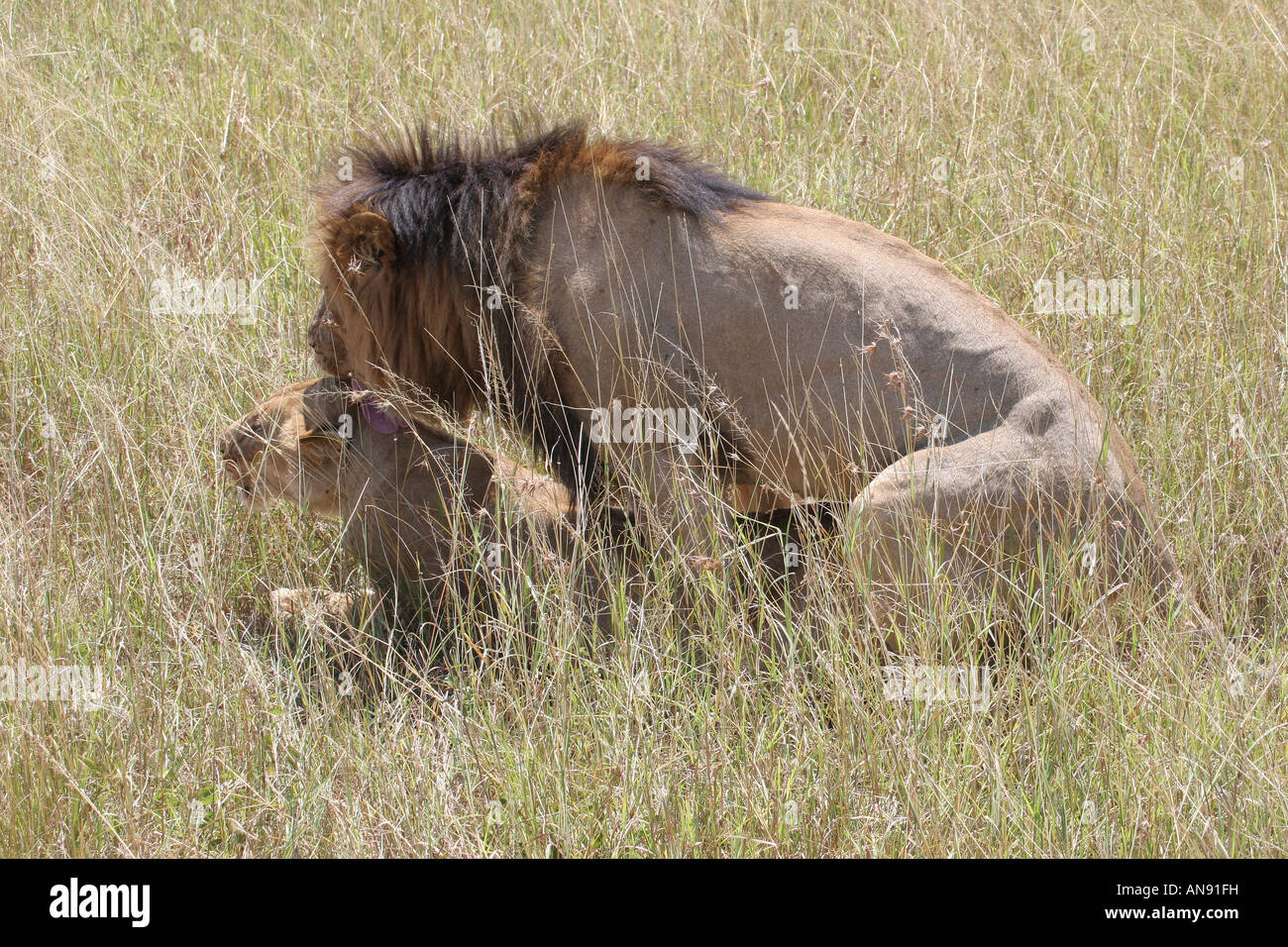 Mounting mating hi-res stock photography and images - Alamy