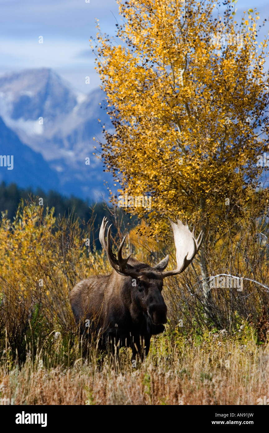 Giant moose antlers hi-res stock photography and images - Alamy