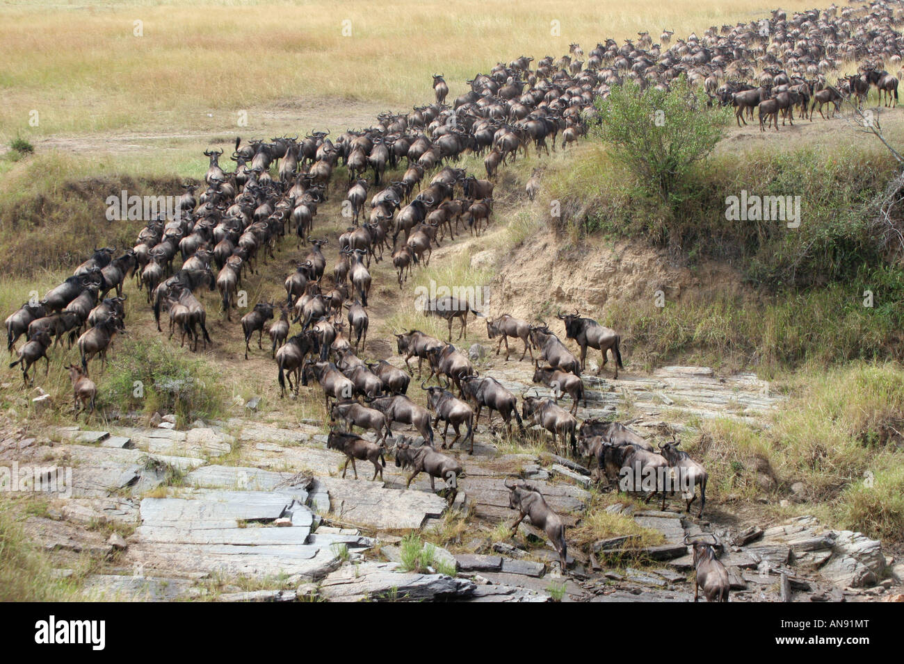 Zambia wildebeest river crossing hi-res stock photography and images ...