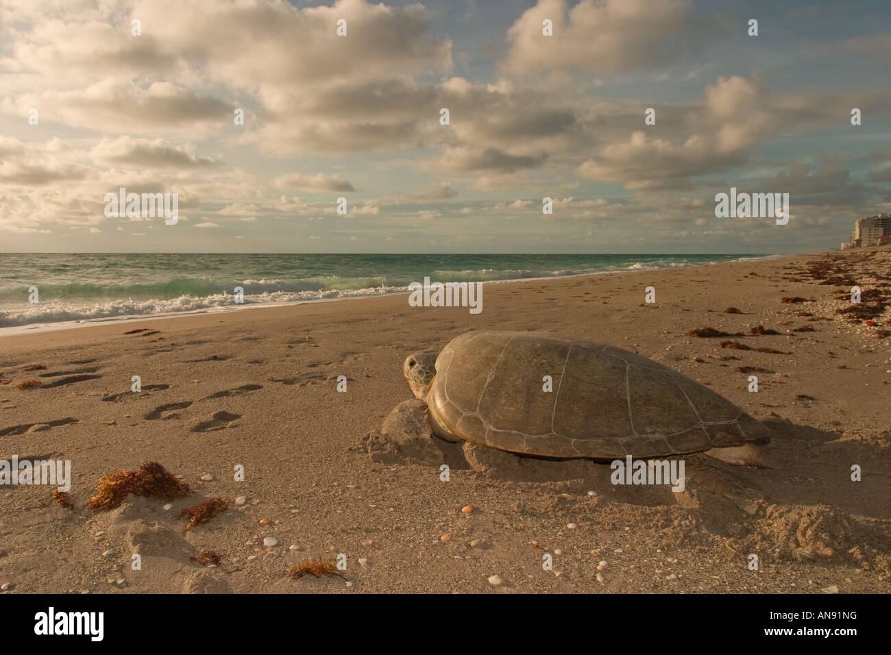 Green sea turtle on a Florida beach Stock Photo - Alamy