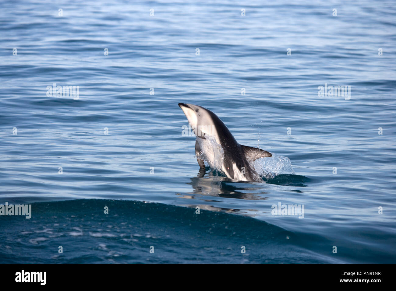 Dusky dolphin fish hi-res stock photography and images - Alamy