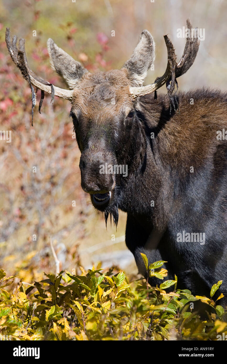 Giant moose antlers hi-res stock photography and images - Alamy