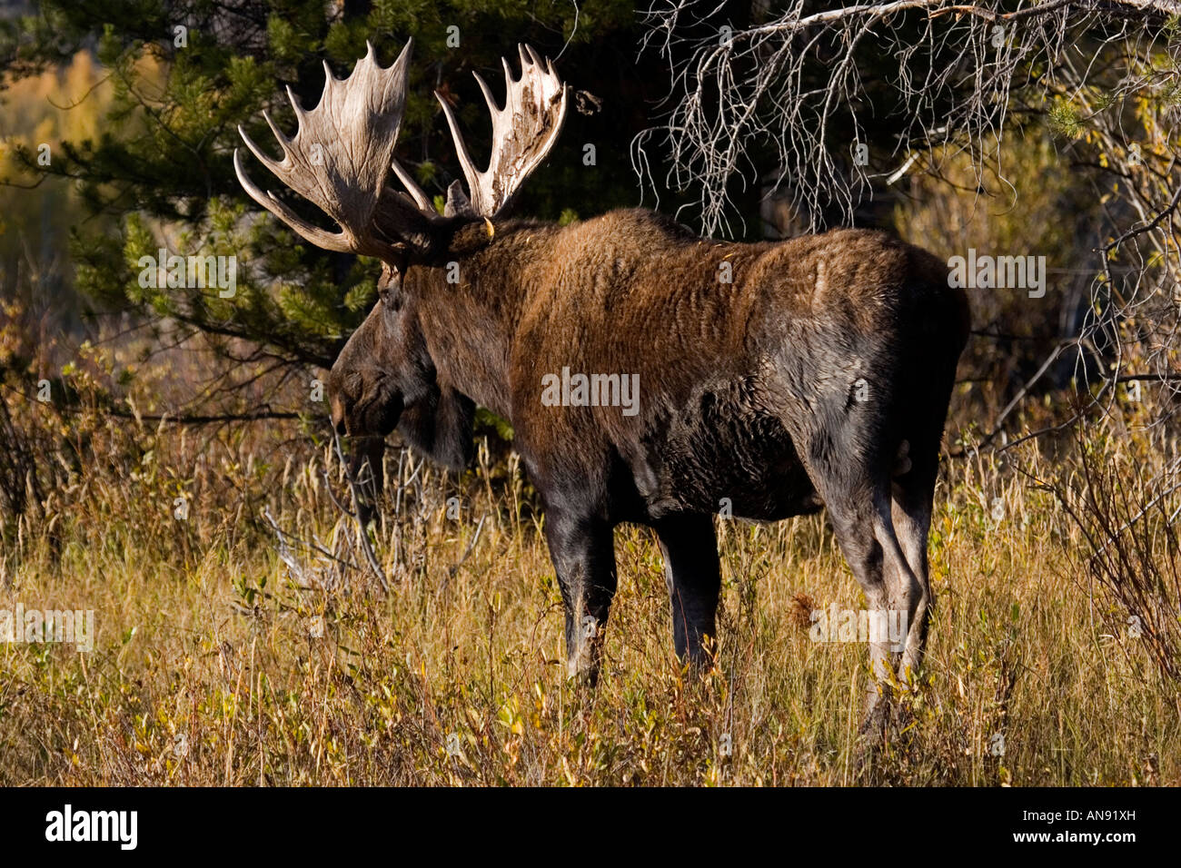 Giant moose hi-res stock photography and images - Alamy