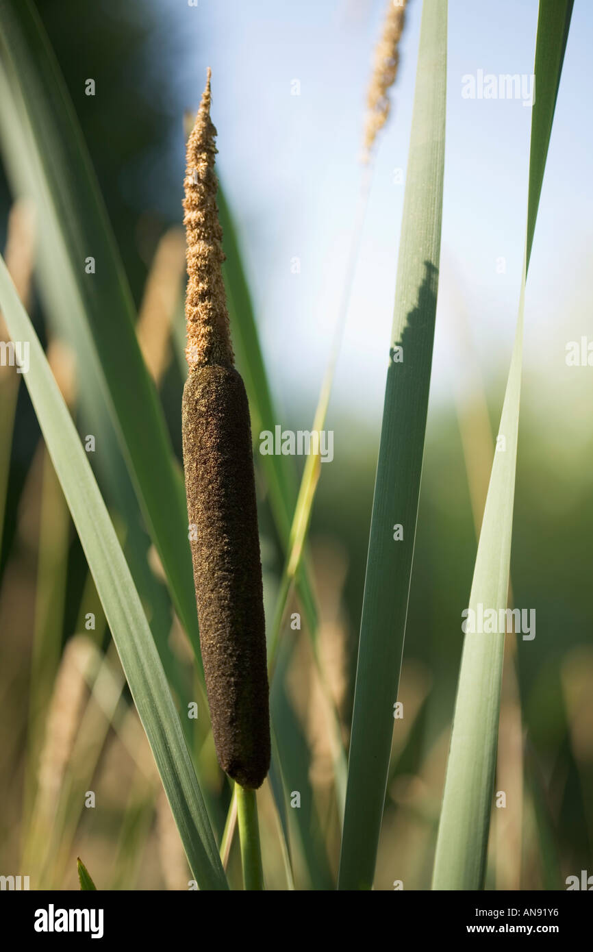 Water reed cattail bullrush Stock Photo - Alamy