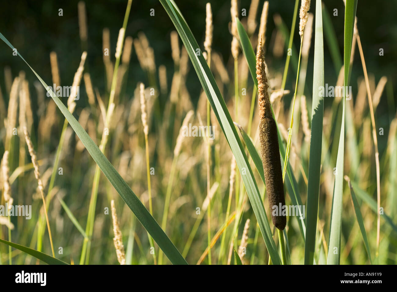 Water reed cattail bullrush Stock Photo - Alamy