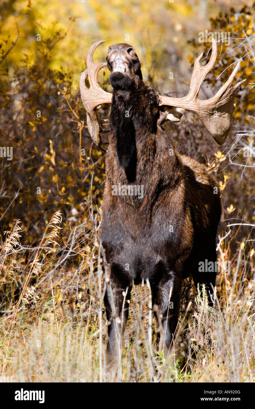 Giant moose antlers hi-res stock photography and images - Alamy