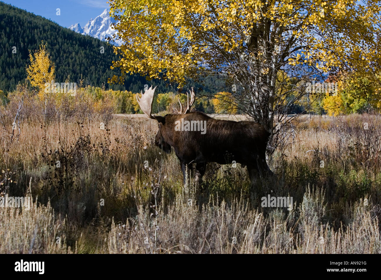 Giant moose antlers hi-res stock photography and images - Alamy