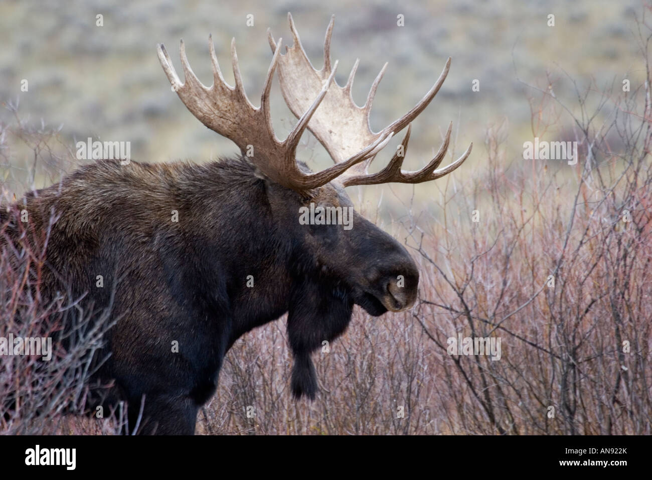 Moose international hi-res stock photography and images - Alamy