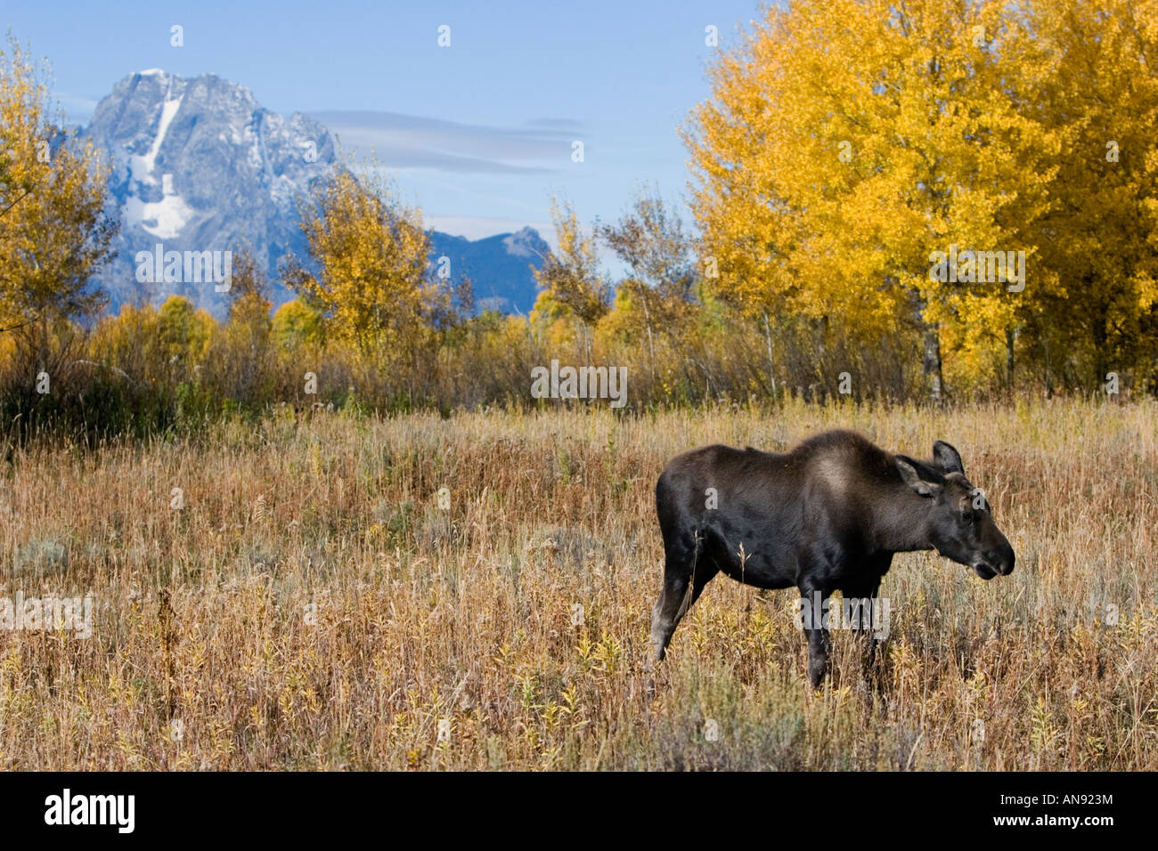 Giant moose antlers hi-res stock photography and images - Alamy