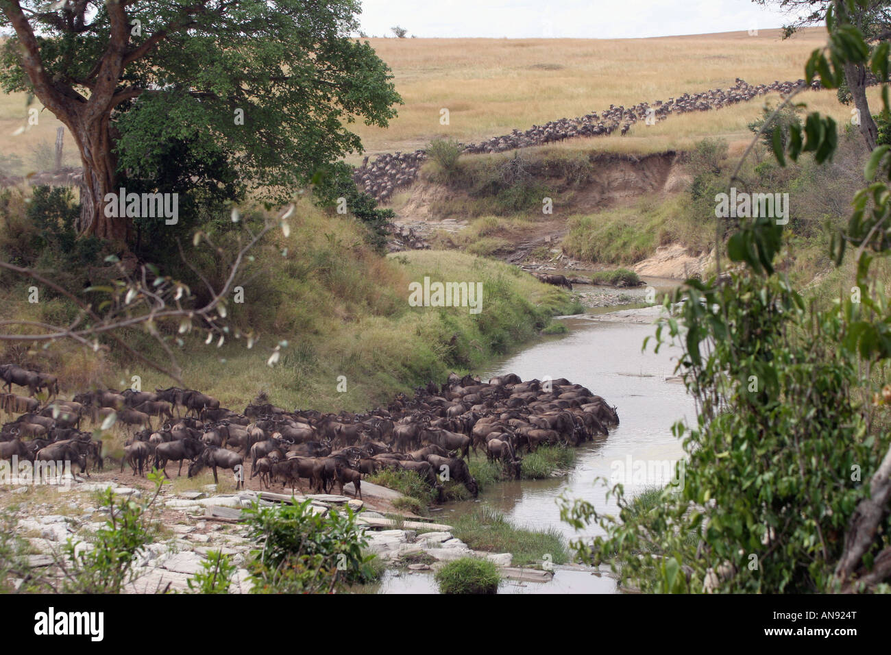 Zambia wildebeest river crossing hi-res stock photography and images ...