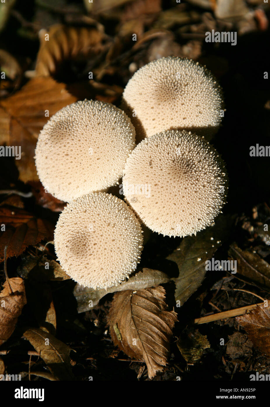 Puffball Fungi Lycoperdon Perlatum Stock Photo - Alamy