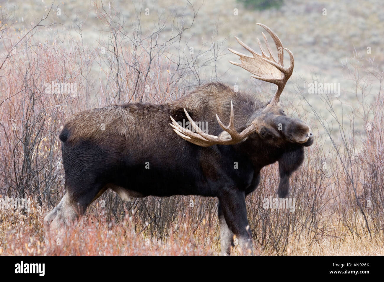 Giant bull moose hi-res stock photography and images - Alamy