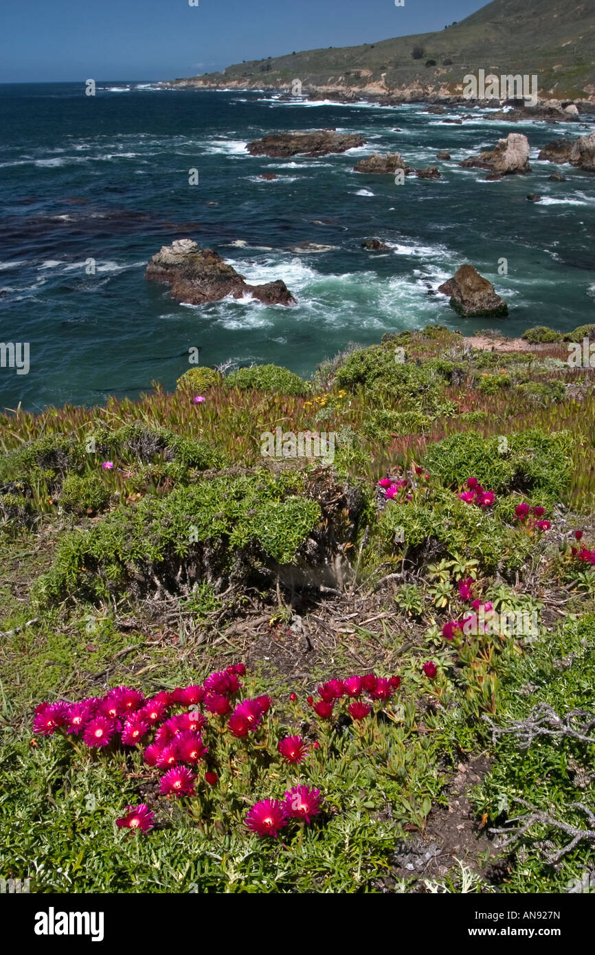 Big Sur coastline in spring Stock Photo - Alamy