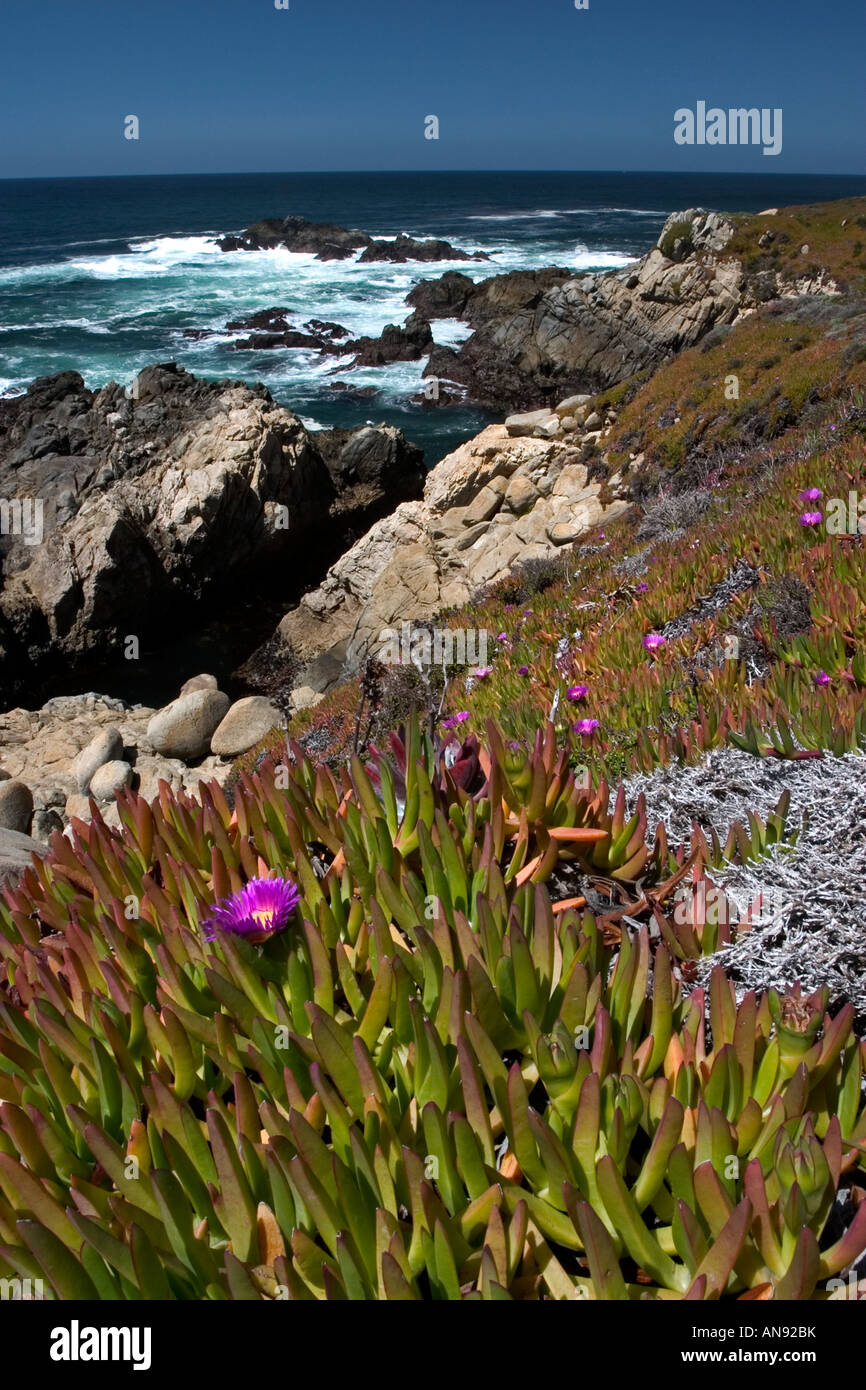 Beautiful wildflowers in big sur hi-res stock photography and images ...