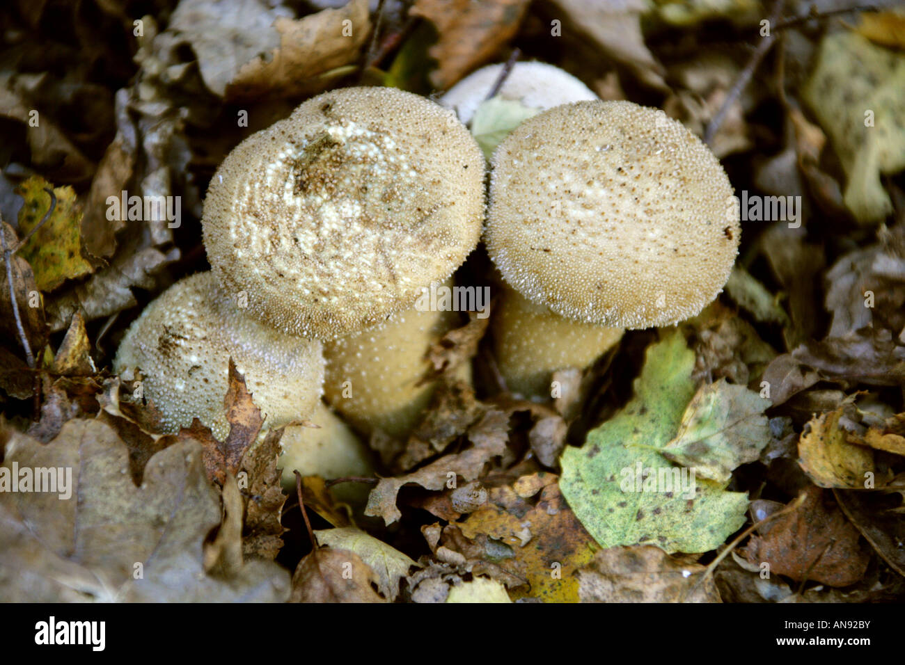 Puffball Fungi Lycoperdon Perlatum Stock Photo - Alamy