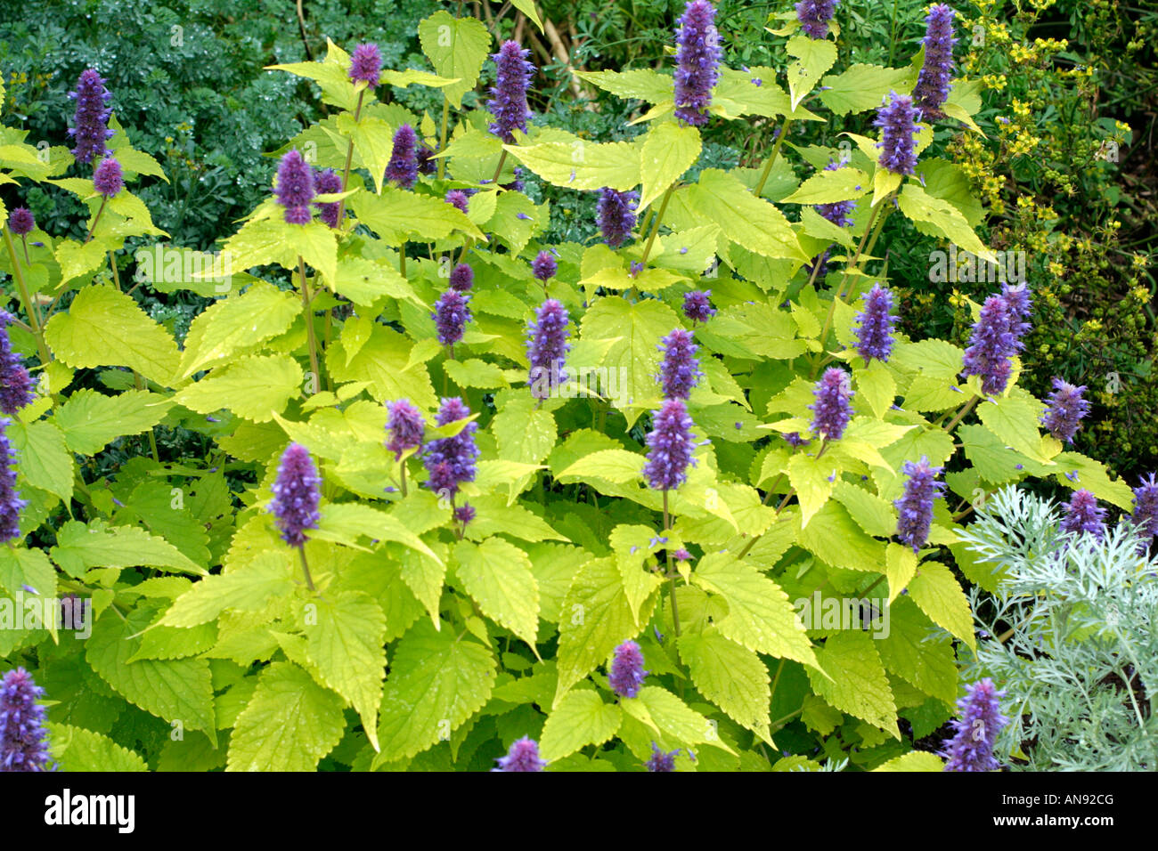 AGASTACHE RUGOSA GOLDEN JUBILEE Stock Photo - Alamy