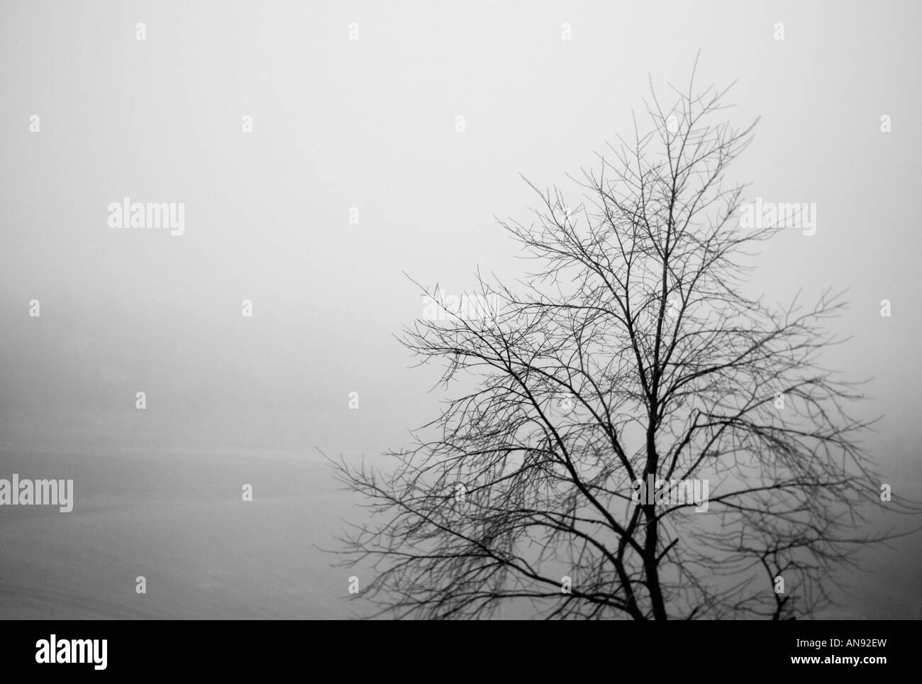 Black and white tree Stock Photo - Alamy