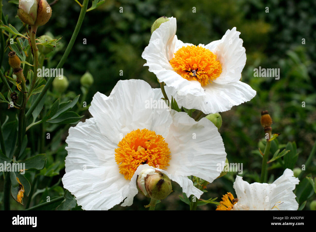 ROMNEYA COULTERI TREE POPPY Stock Photo - Alamy