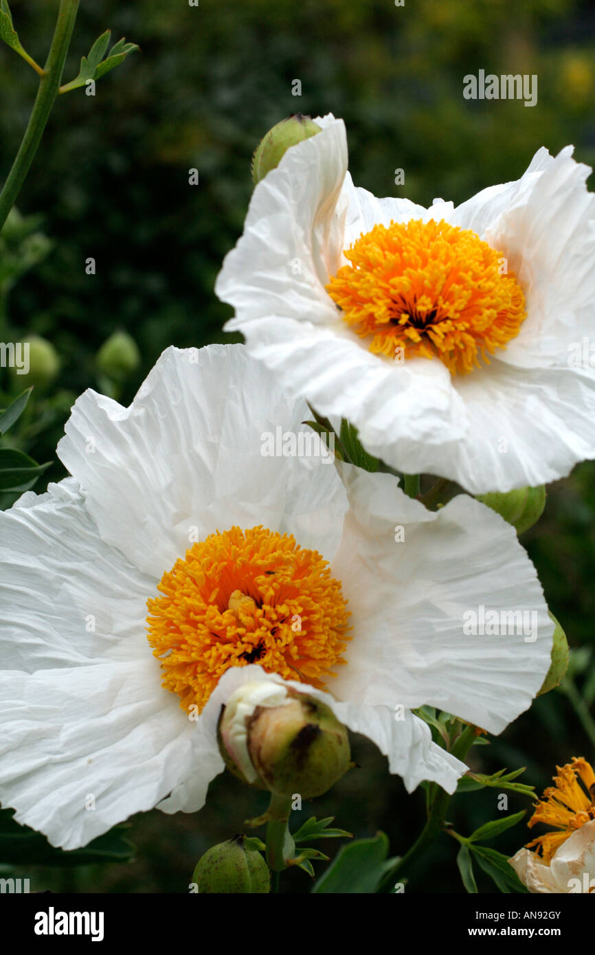 ROMNEYA COULTERI TREE POPPY Stock Photo - Alamy