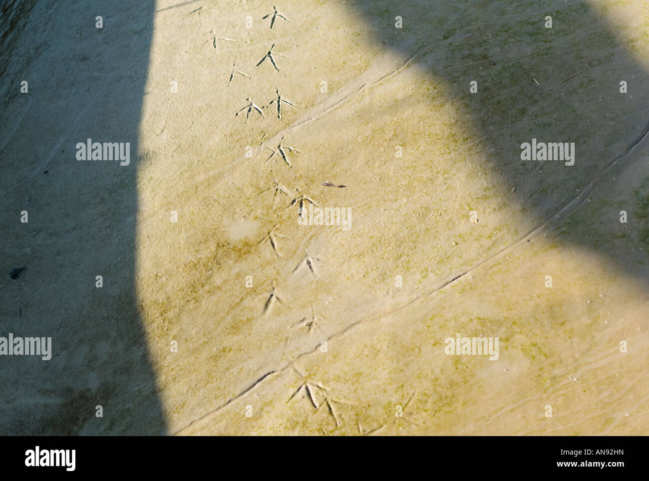 Forms of birds feet hi-res stock photography and images - Alamy