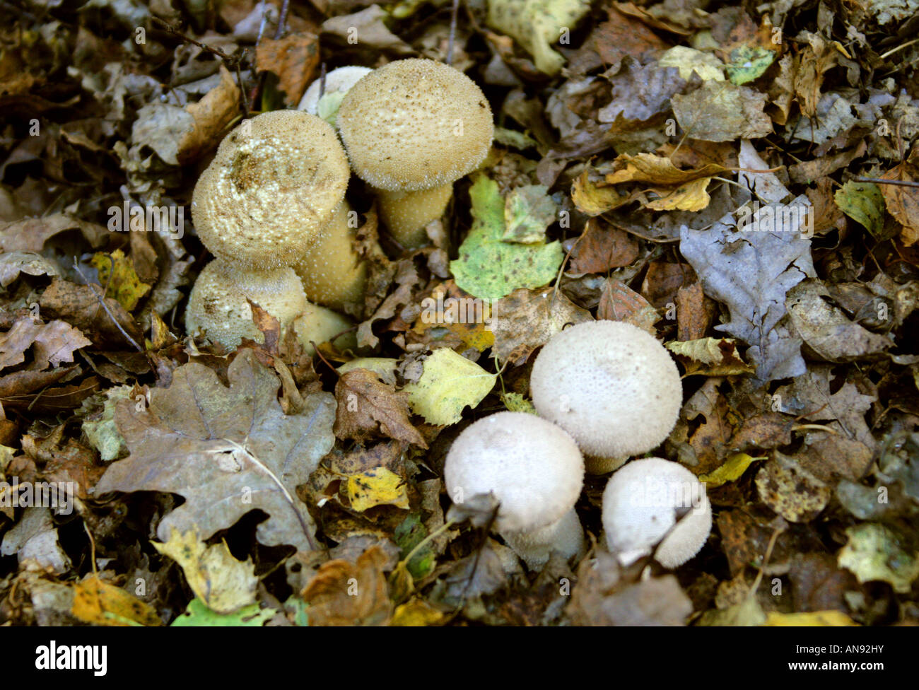 Old puffball hi-res stock photography and images - Alamy