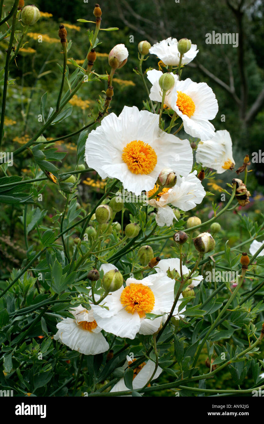 ROMNEYA COULTERI TREE POPPY Stock Photo - Alamy