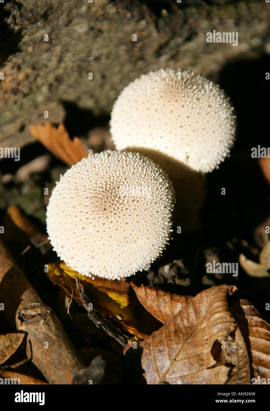 Woodland Puffball Fungi, Lycoperdon Perlatum Stock Photo - Alamy