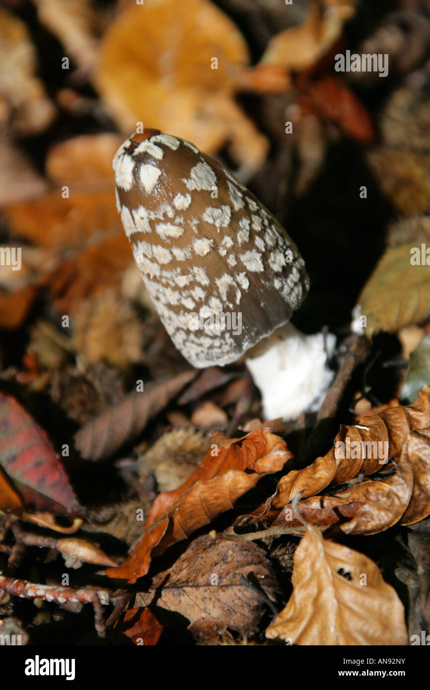 Magpie Inkcap Fungus, Coprinopsis picacea, Psathyrellaceae. Previously ...