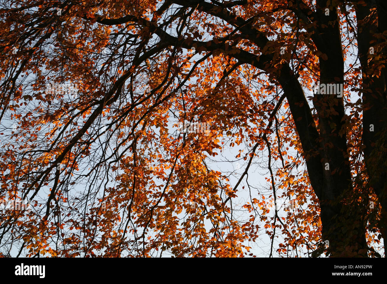 Copper Beach Tree High Resolution Stock Photography and Images - Alamy