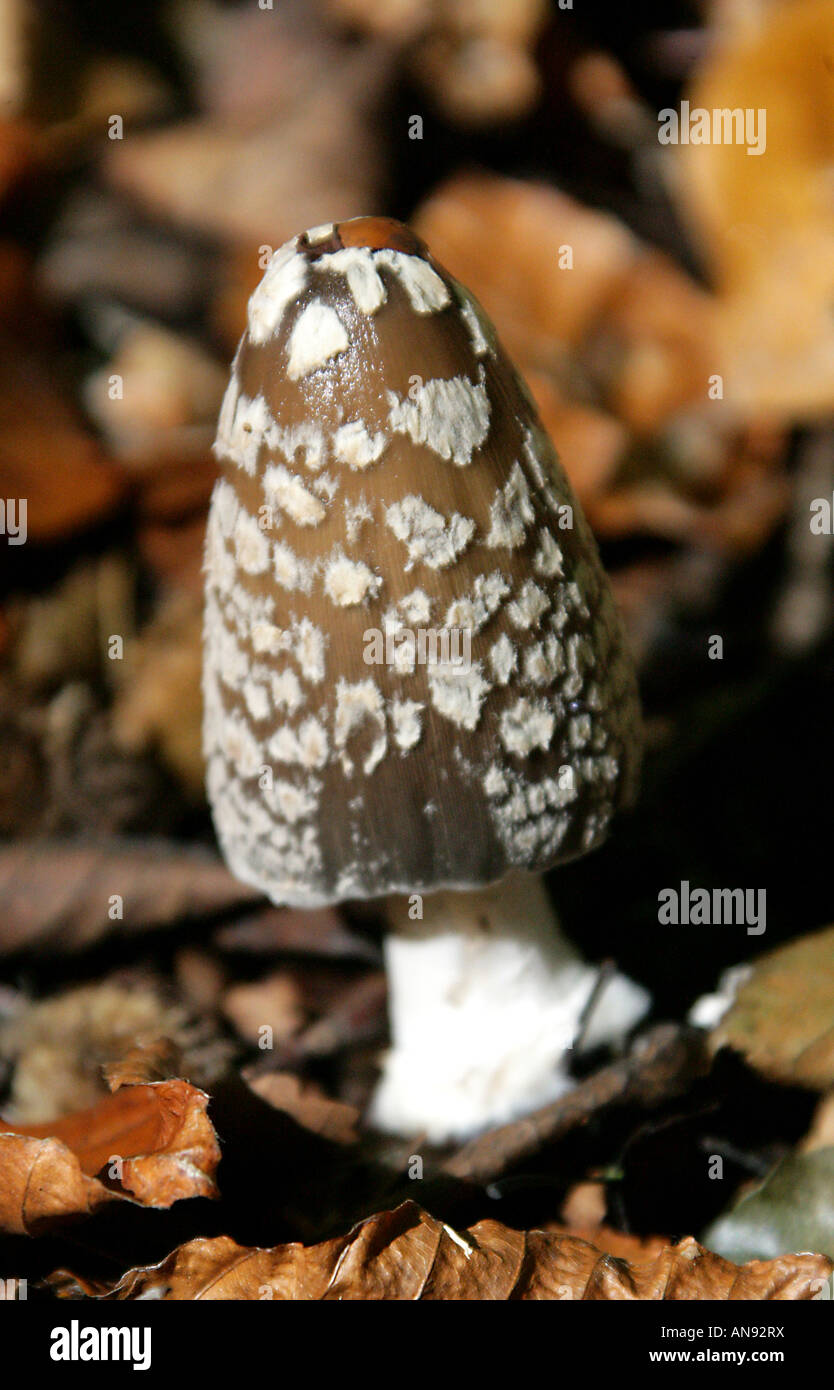 Magpie Inkcap Fungus, Coprinopsis picacea, Psathyrellaceae. Previously ...