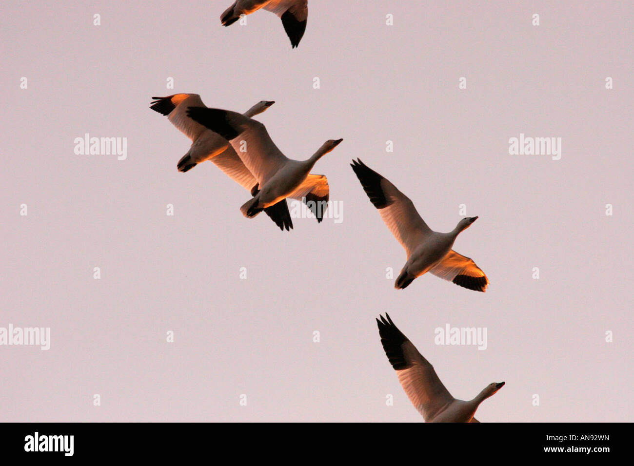 Snow Geese in flight at sunrise, Bombay Hook National Wildlife Refuge ...