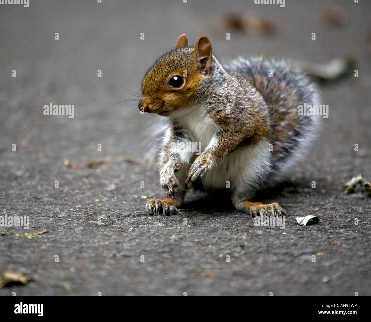 Baby gray squirrel hi-res stock photography and images - Alamy