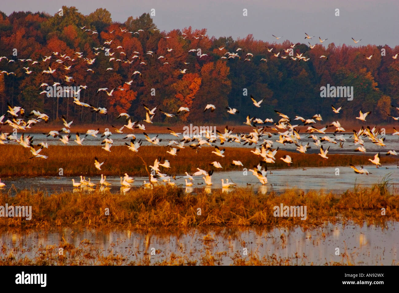 Snow Geese in flight at sunrise, Bombay Hook National Wildlife Refuge ...